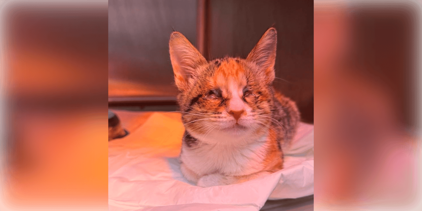 Fundraiser by Laurette Telo | Two Special Rescue cats Kiwi and Tia need ...